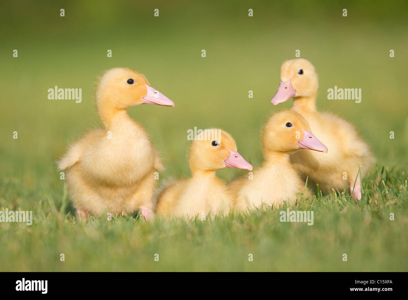 Three ducklings on grass Stock Photo - Alamy