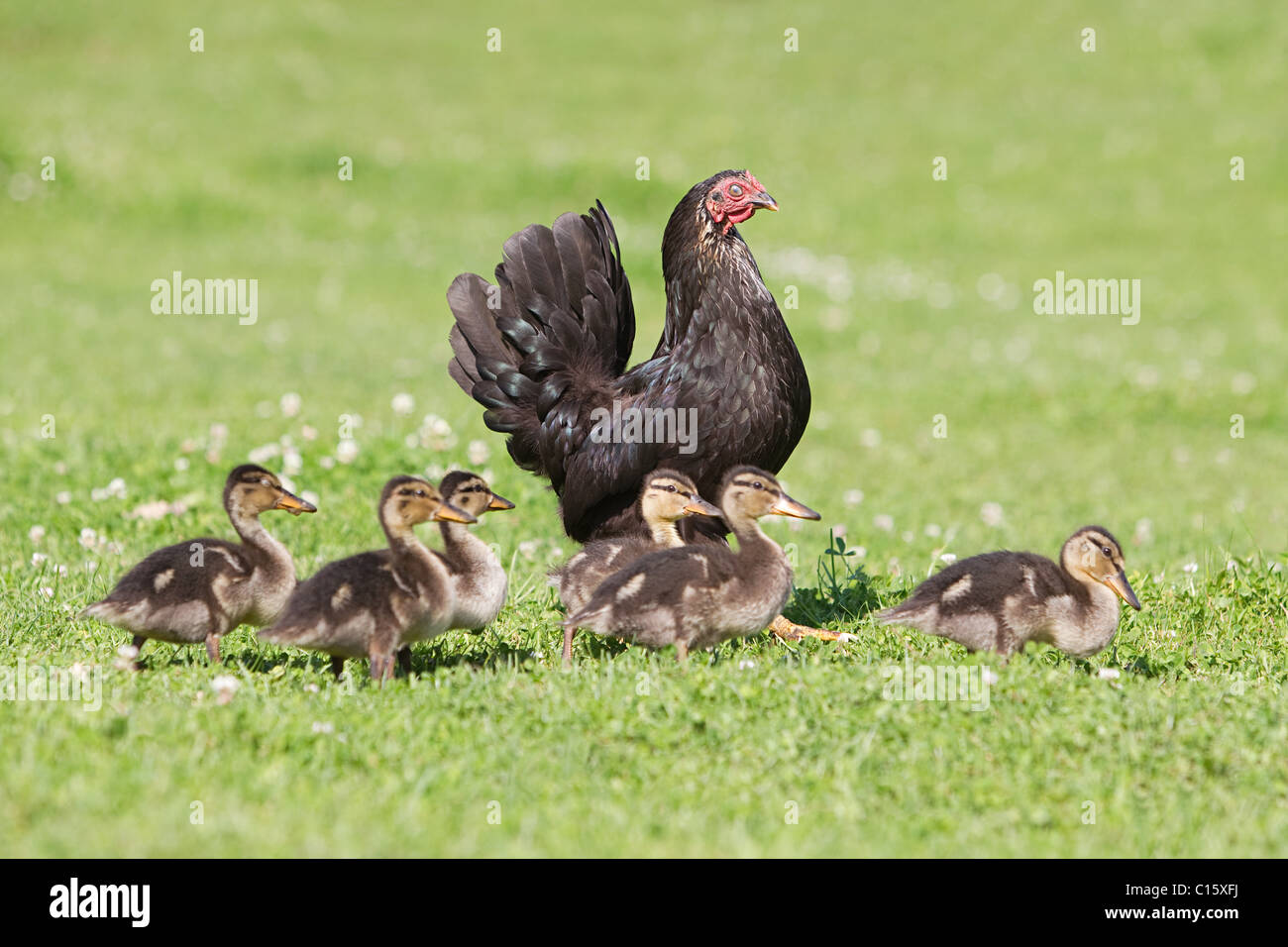Seven ducklings hi-res stock photography and images - Alamy