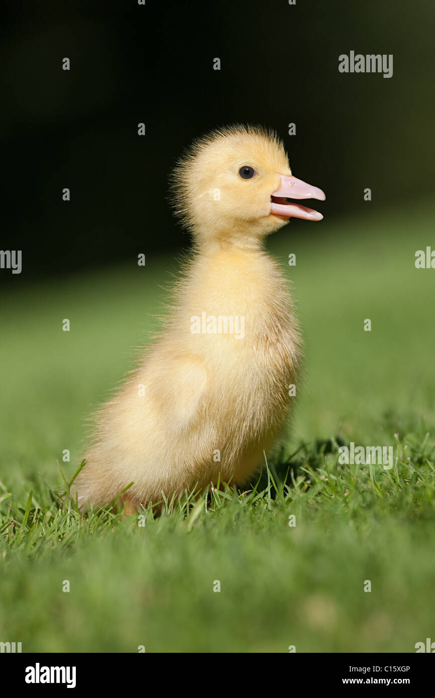 One duckling on grass Stock Photo - Alamy