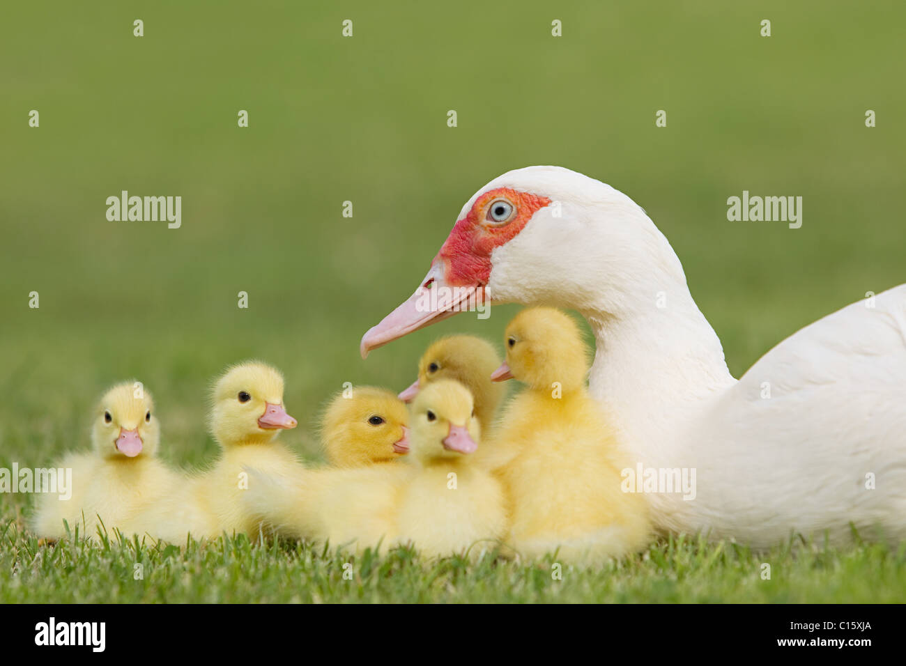 Seven ducklings hi-res stock photography and images - Alamy