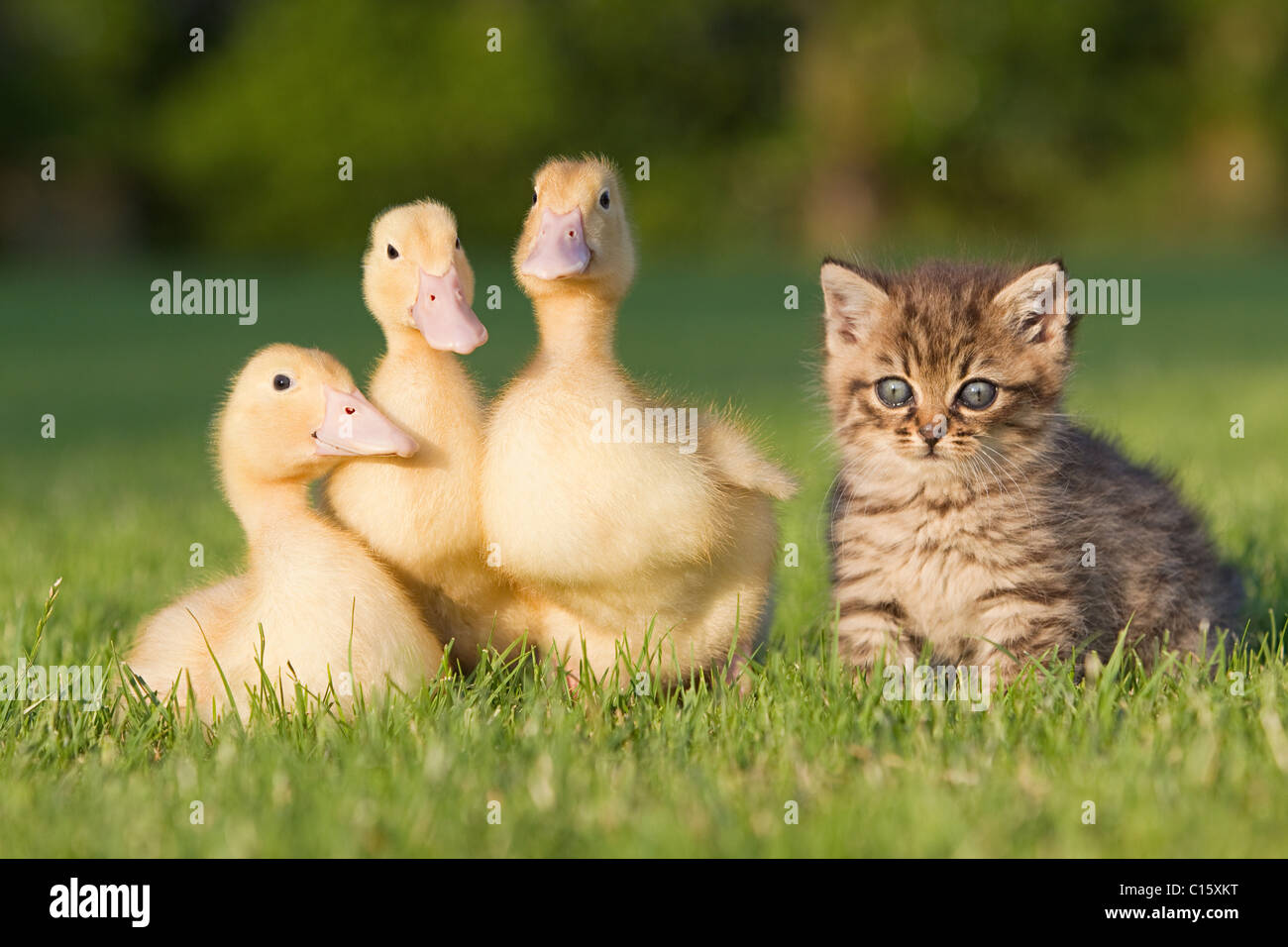Baby Ducks And Kittens