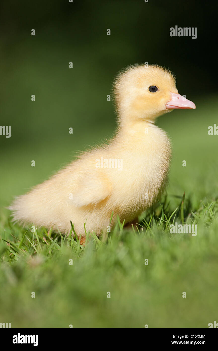 One duckling on grass Stock Photo - Alamy