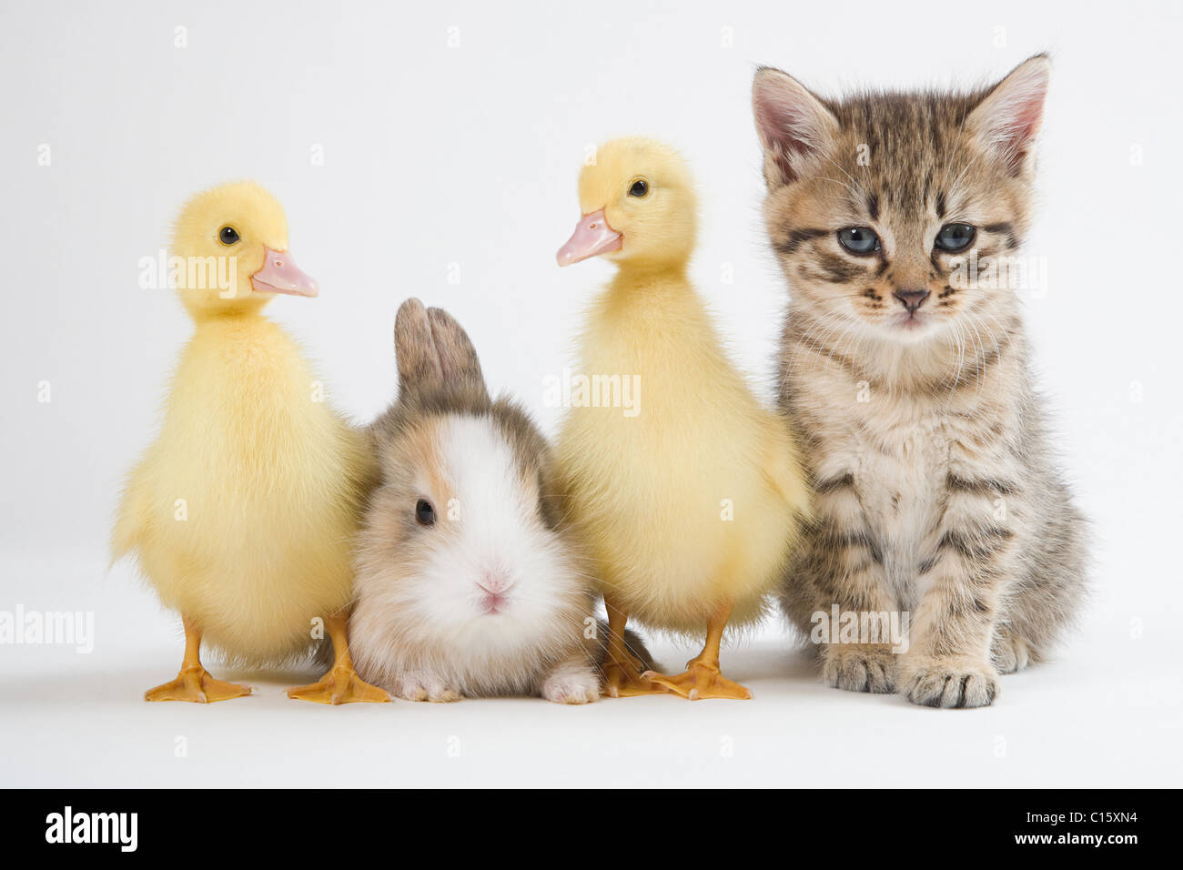 Rabbit duck hi-res stock photography and images - Alamy