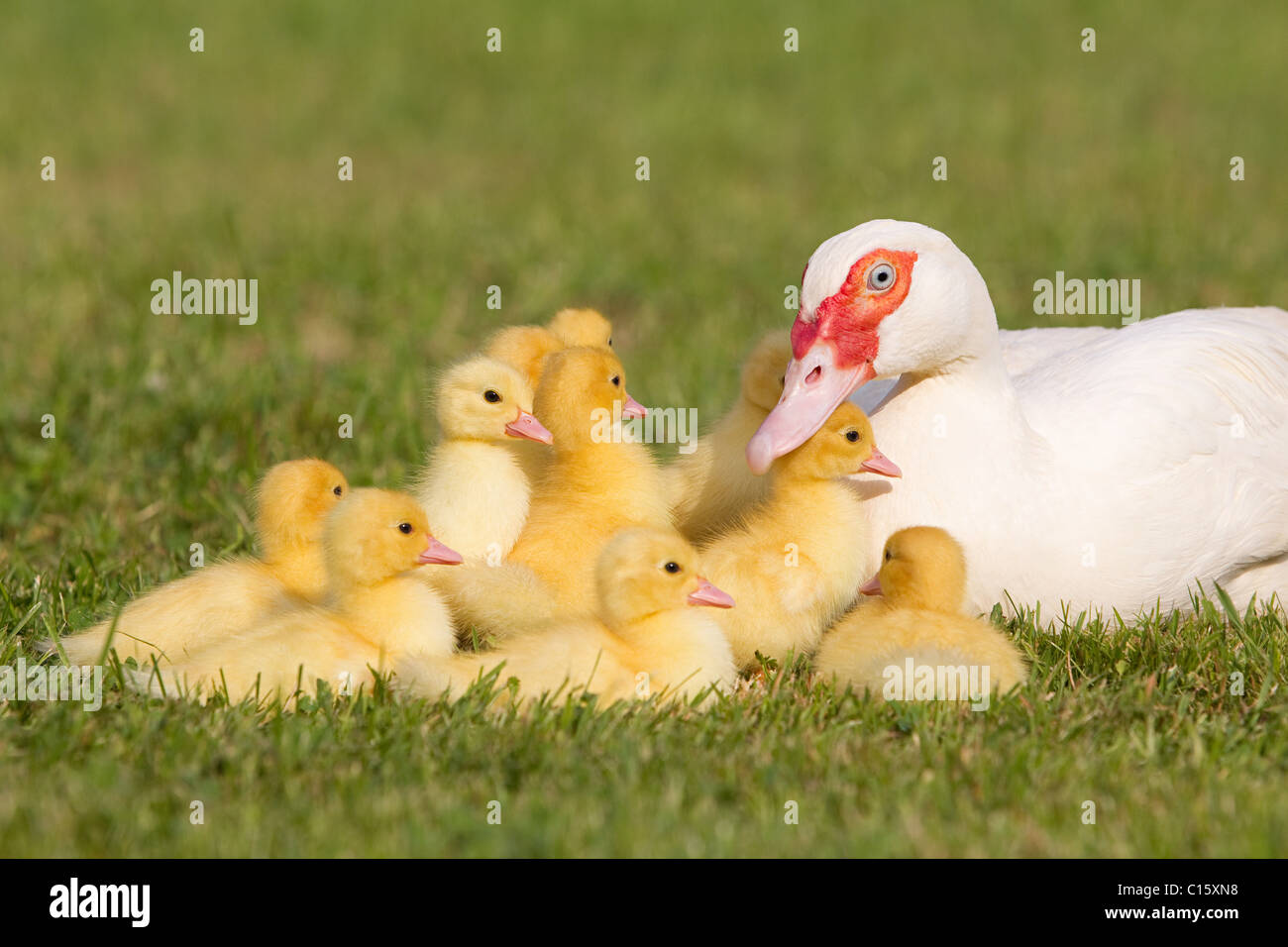 Family of ducklings with mother duck on grass Stock Photo - Alamy