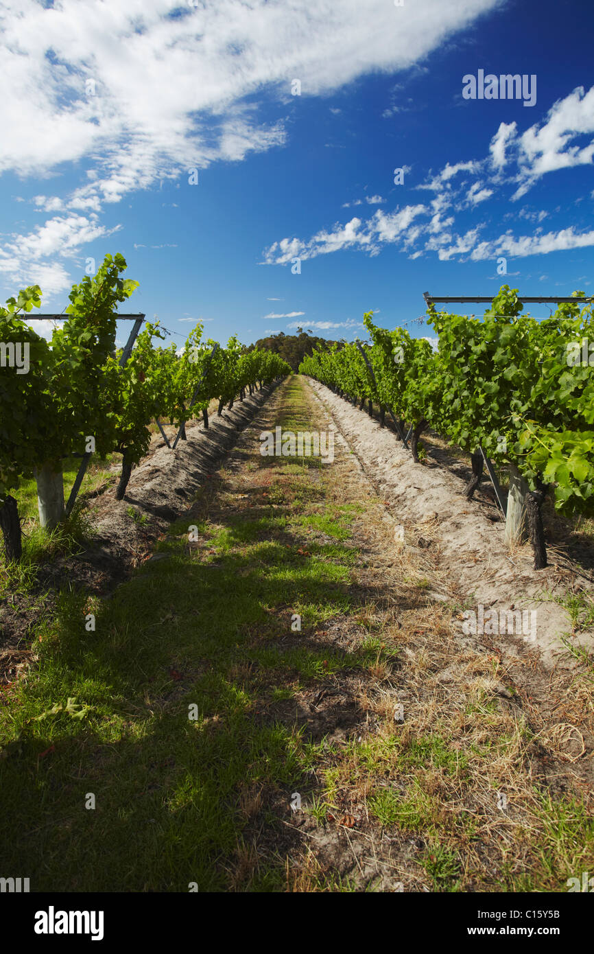 Margaret river winery cullen hi-res stock photography and images - Alamy