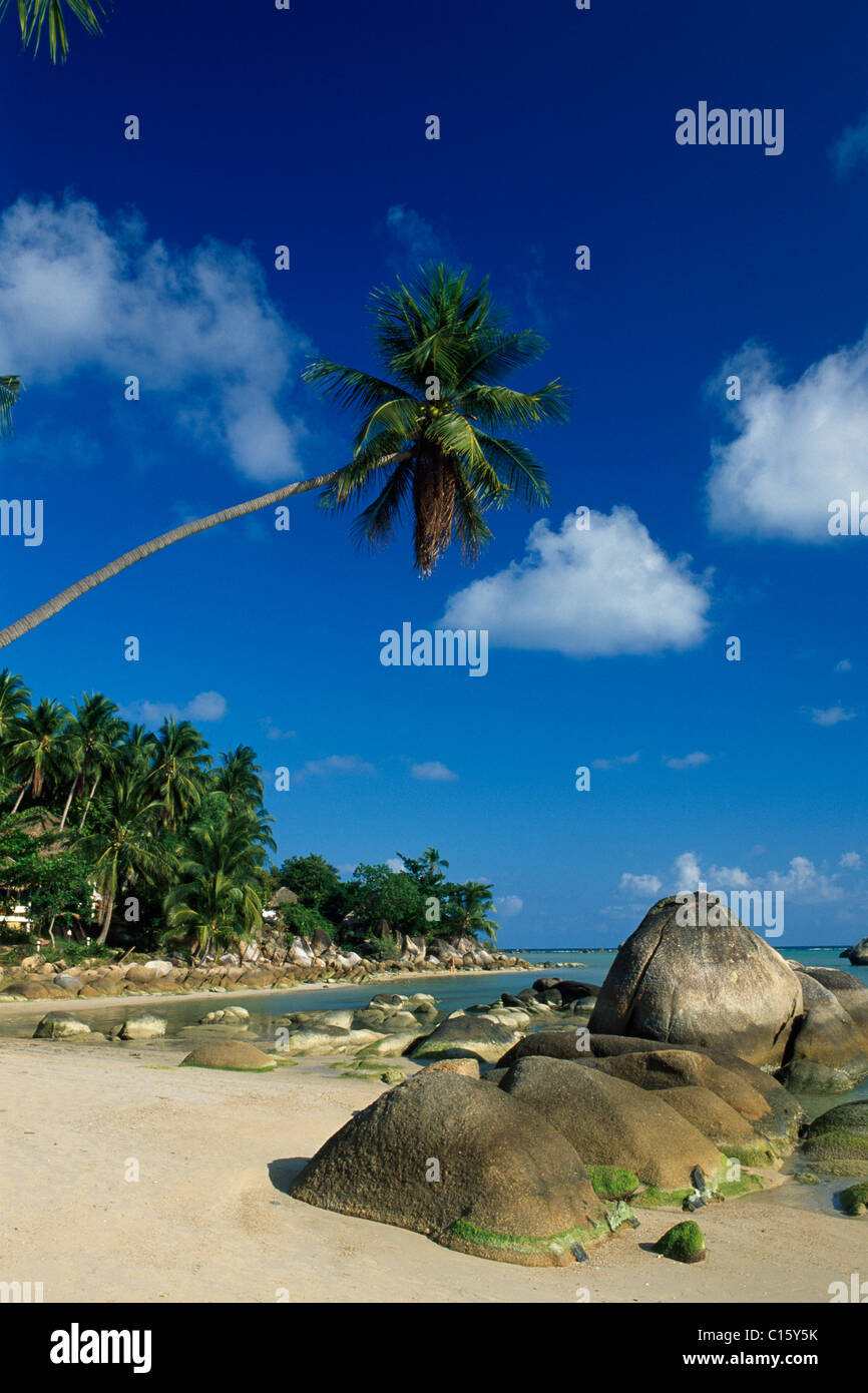 Palm tree and rocks on Lamai Beach, Ko, Koh Samui, Thailand, Southeast ...
