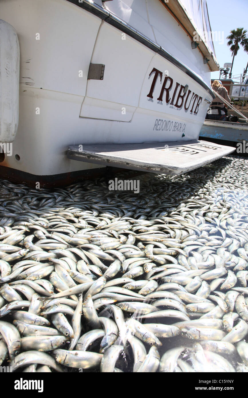 MILLIONS OF FISH DIE OF CALIFORNIA COAST LARGE AMOUNT FISH DIE OFF ...