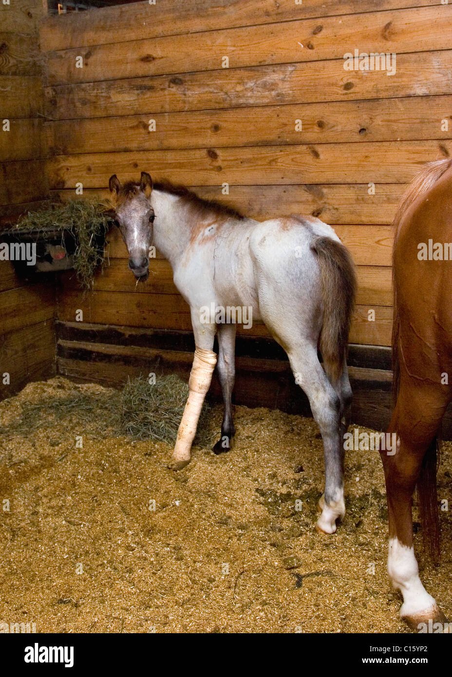 Horse Is Cast In A Stall at Salvador Kress blog