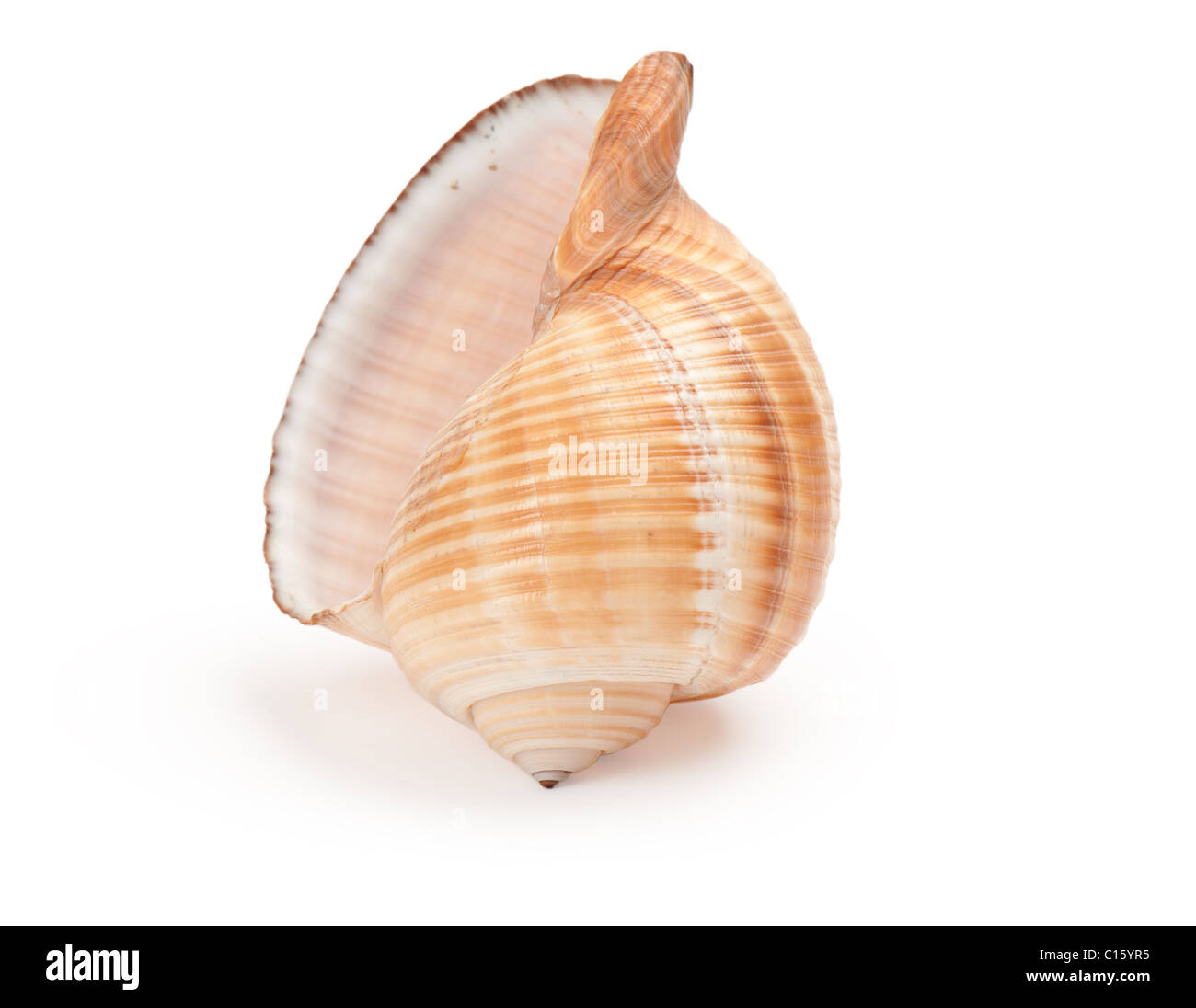seashell on white background Stock Photo - Alamy