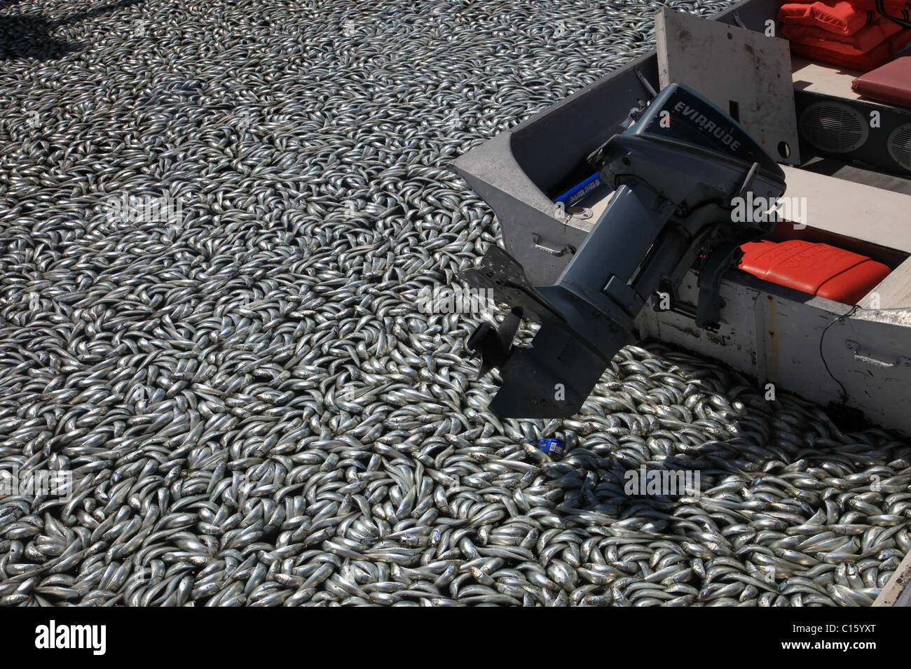 MILLIONS OF FISH DIE OF CALIFORNIA COAST LARGE AMOUNT FISH DIE OFF ...