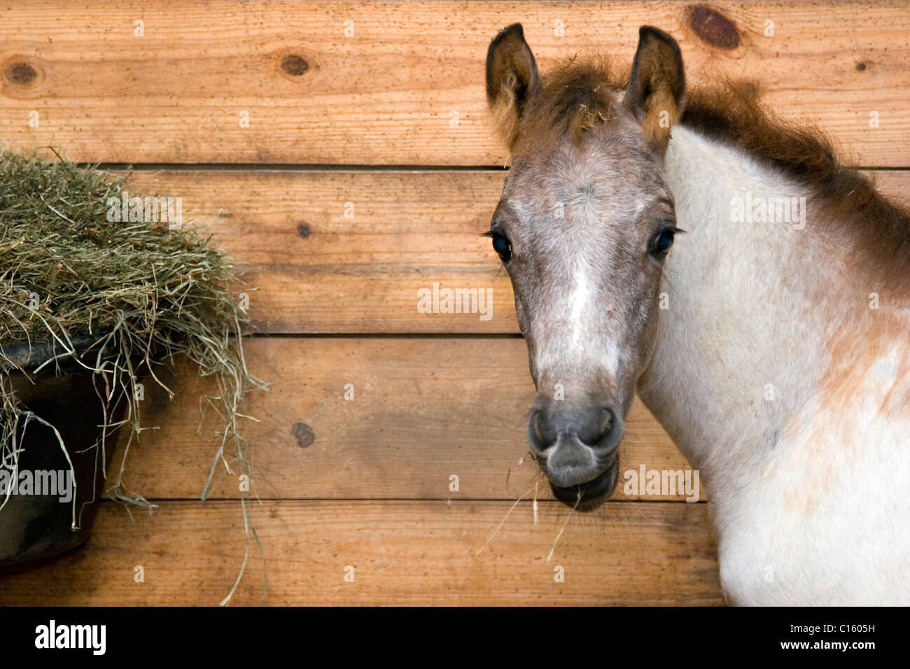 Arabian horse foal hi-res stock photography and images - Alamy