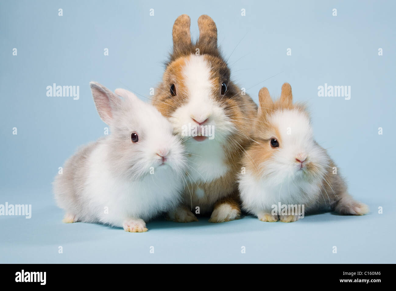 Three rabbits, studio shot Stock Photo - Alamy