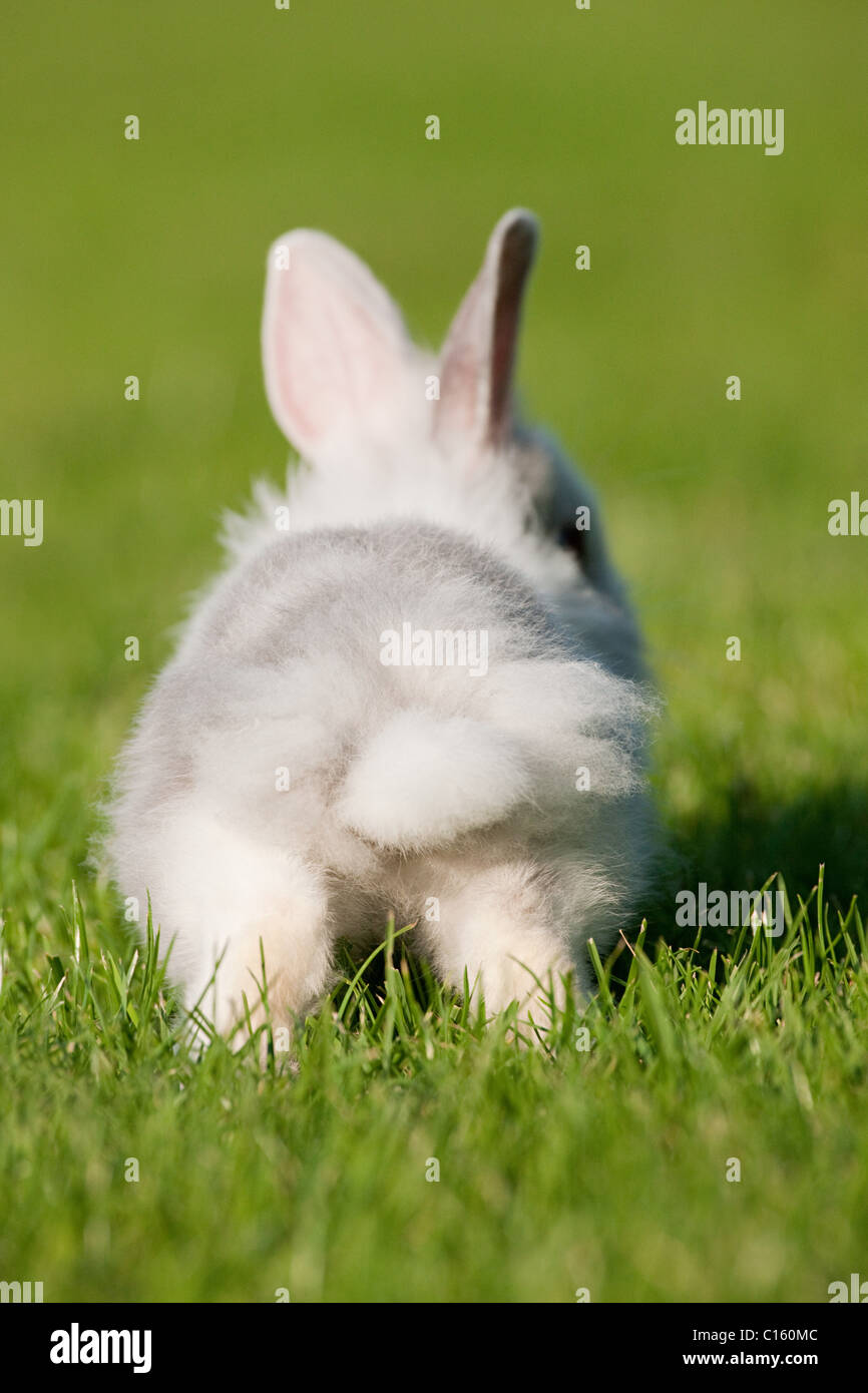 One rabbit sitting on grass Stock Photo - Alamy