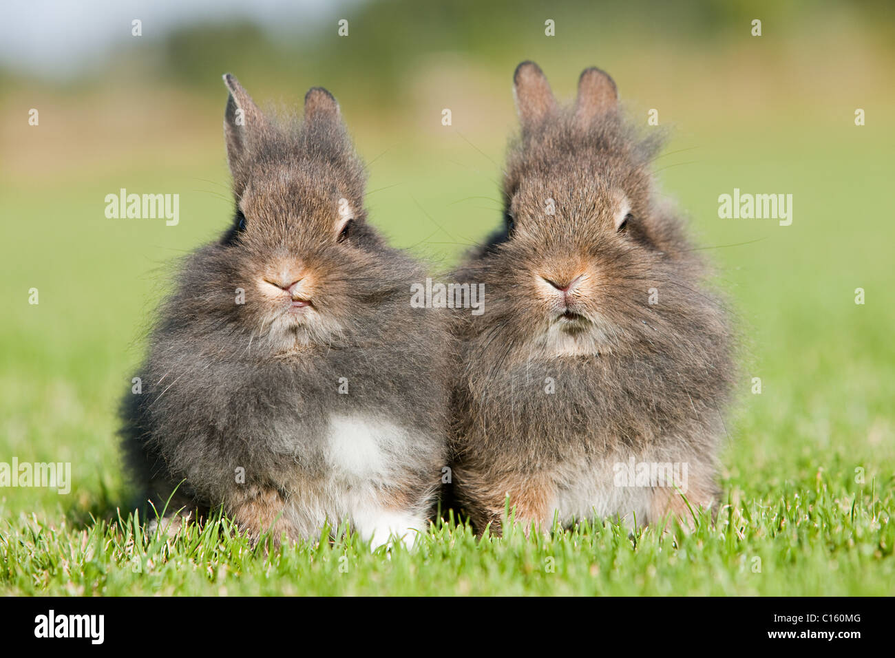 Two species of grass hi-res stock photography and images - Alamy