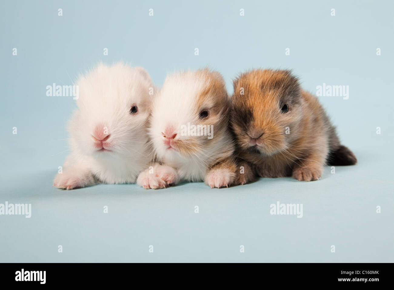 Three rabbits hi-res stock photography and images - Alamy