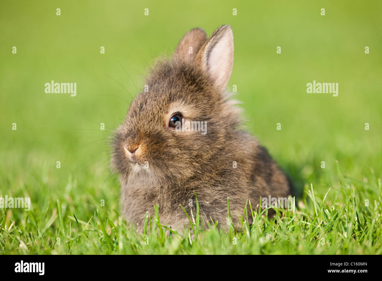 One rabbit sitting on grass Stock Photo - Alamy