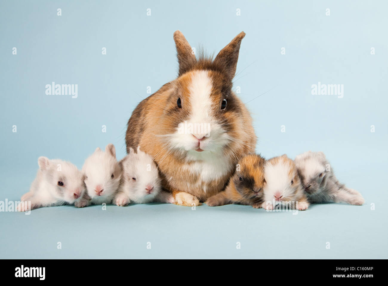 Seven rabbits hi-res stock photography and images - Alamy