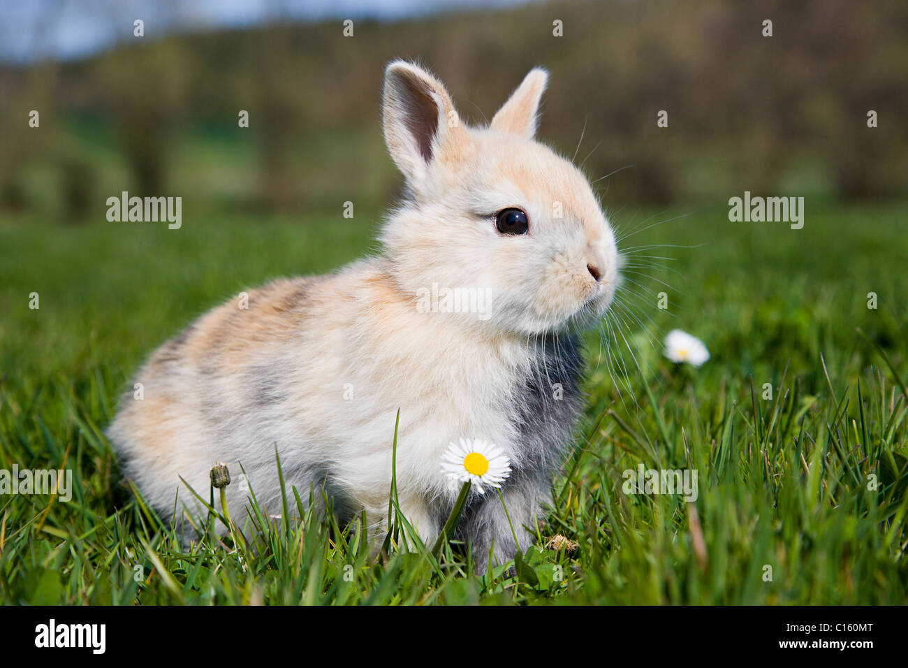 One rabbit sitting on grass Stock Photo - Alamy