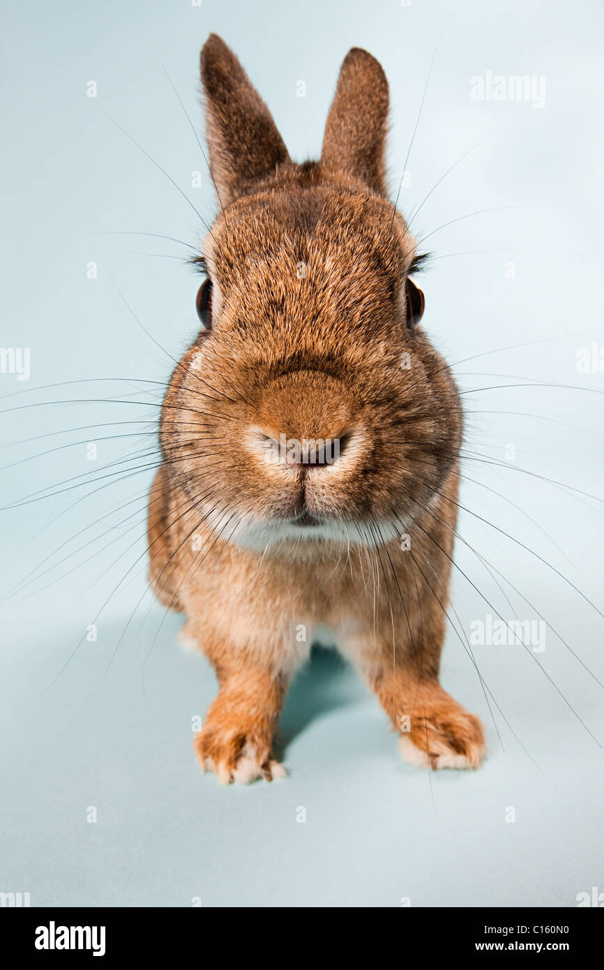 One rabbit, studio shot Stock Photo - Alamy