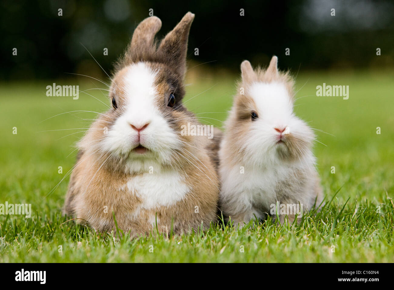 Two grass species hi-res stock photography and images - Alamy