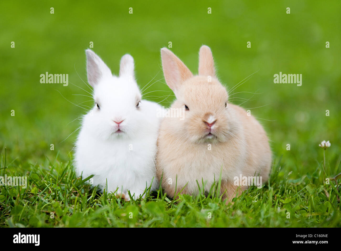 Two rabbits sitting on hi-res stock photography and images - Alamy