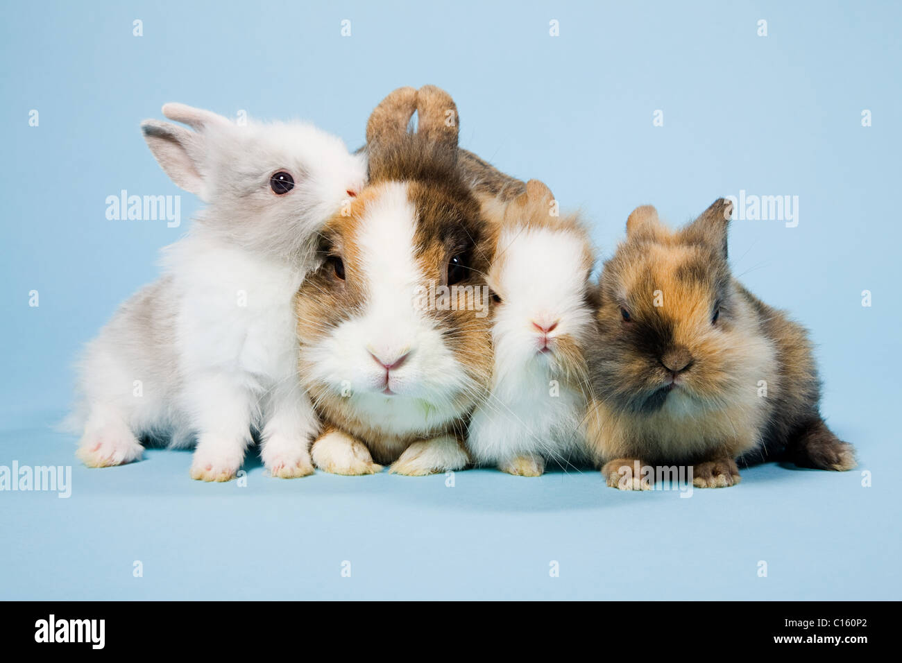 Four rabbits, studio shot Stock Photo - Alamy