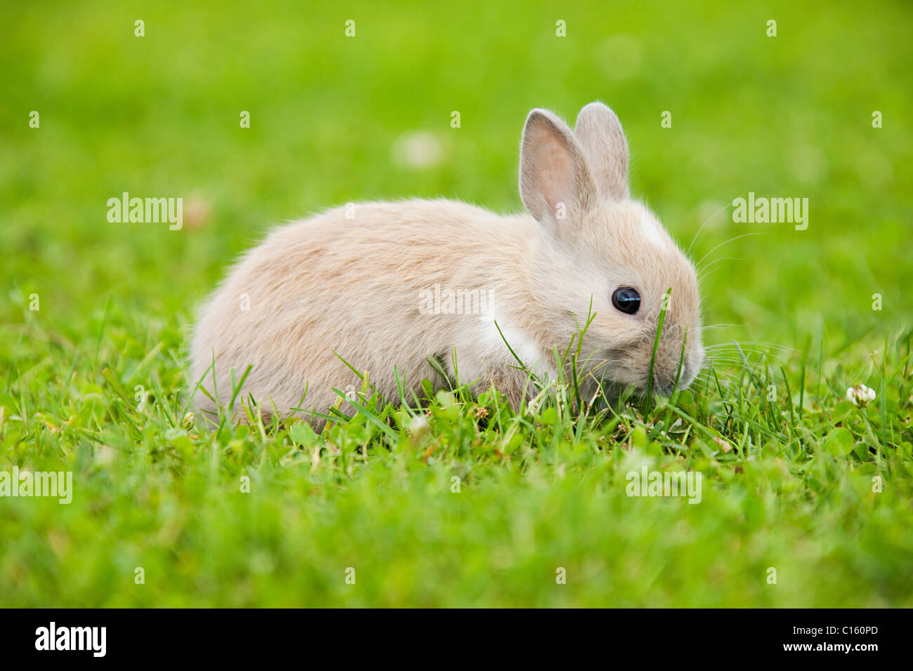 One rabbit sitting on grass Stock Photo - Alamy