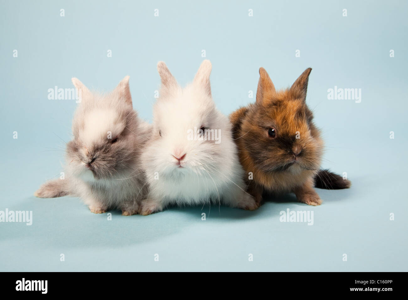 Three rabbits, studio shot Stock Photo - Alamy