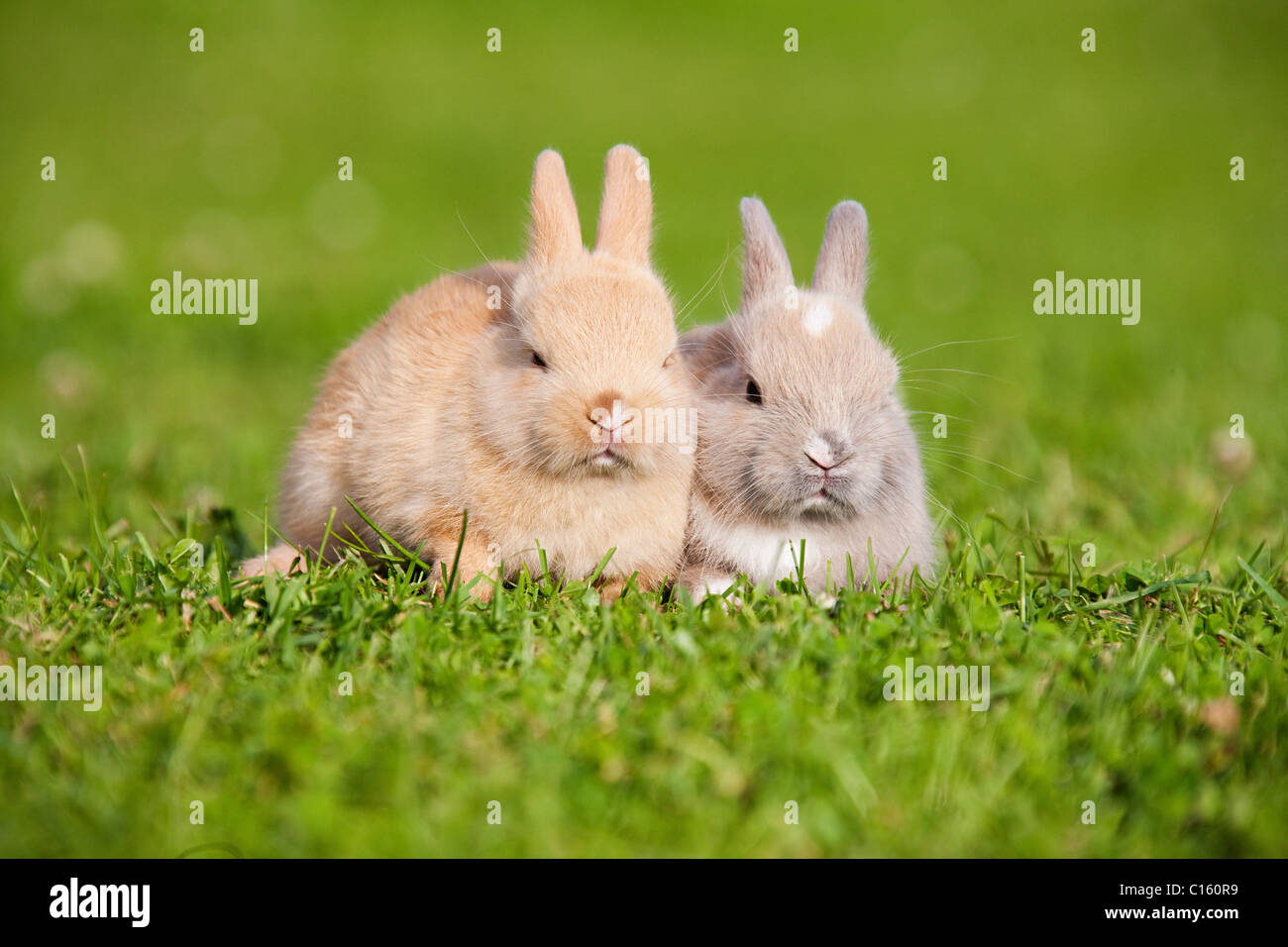 Two species of grass hi-res stock photography and images - Alamy
