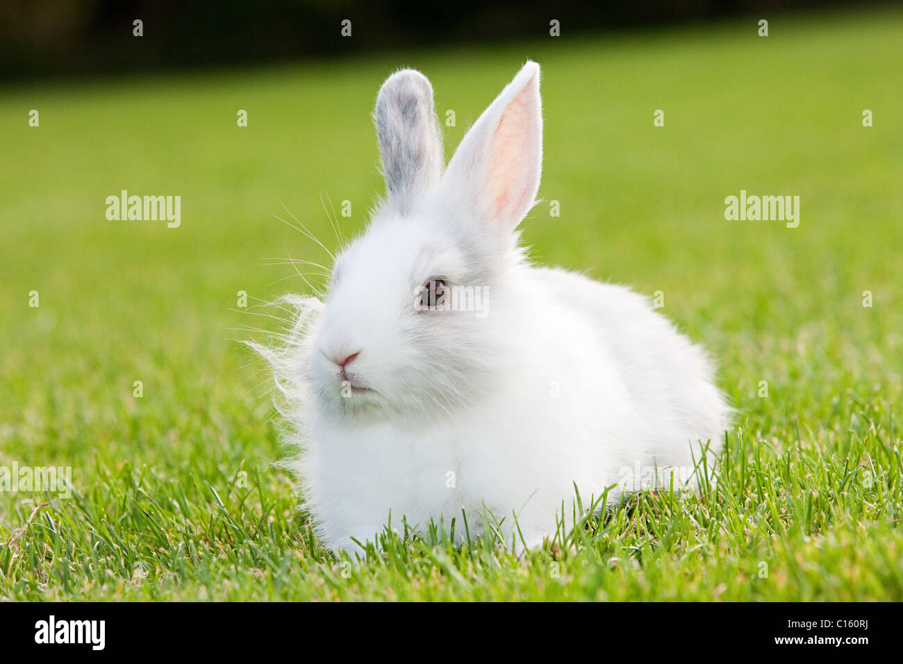 One rabbit sitting on grass Stock Photo - Alamy