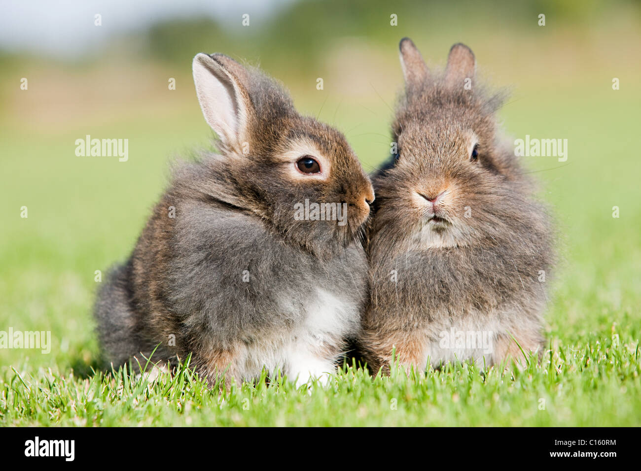 Two grass species hi-res stock photography and images - Alamy