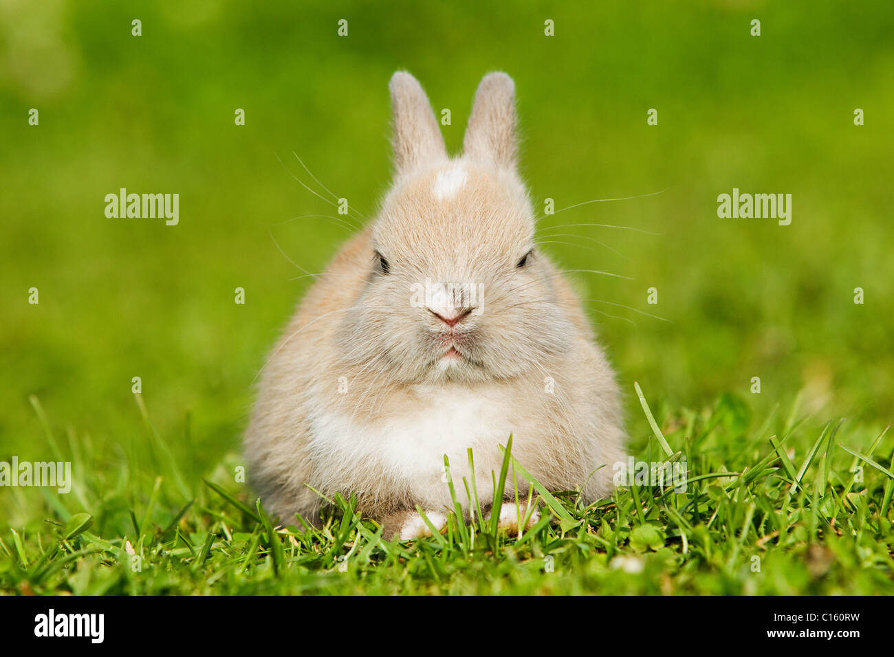 One rabbit sitting on grass Stock Photo - Alamy
