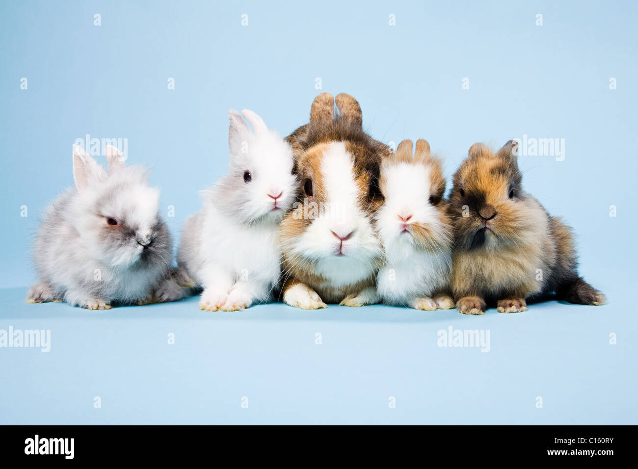 Five rabbits, studio shot Stock Photo - Alamy