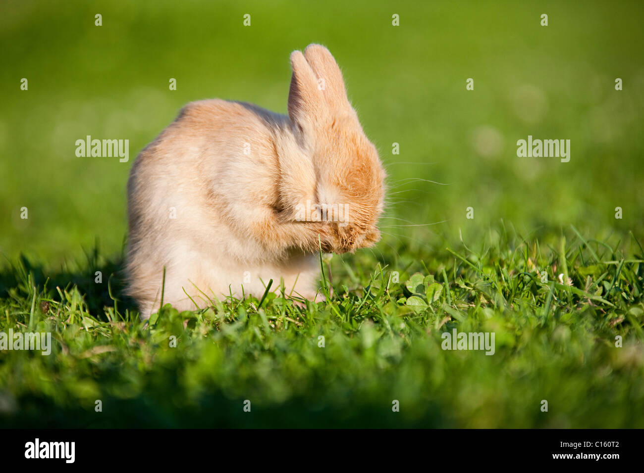 Type cleaning hi-res stock photography and images - Alamy