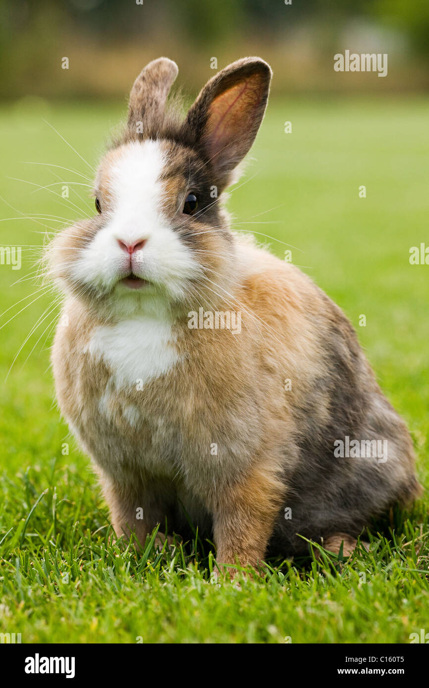 One rabbit sitting on grass Stock Photo - Alamy