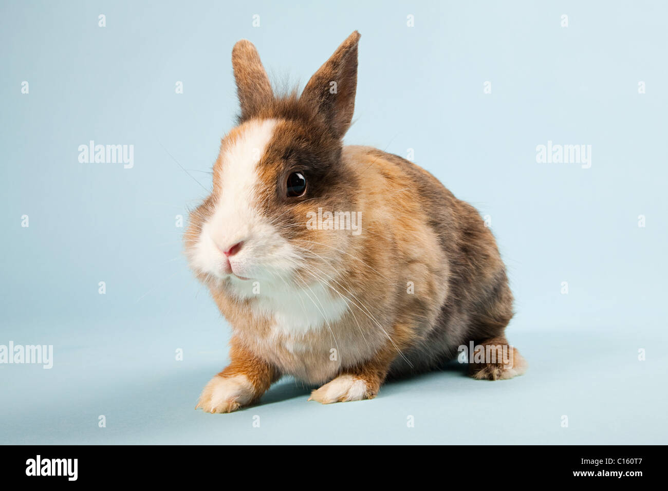 Hare rabbit studio hi-res stock photography and images - Alamy