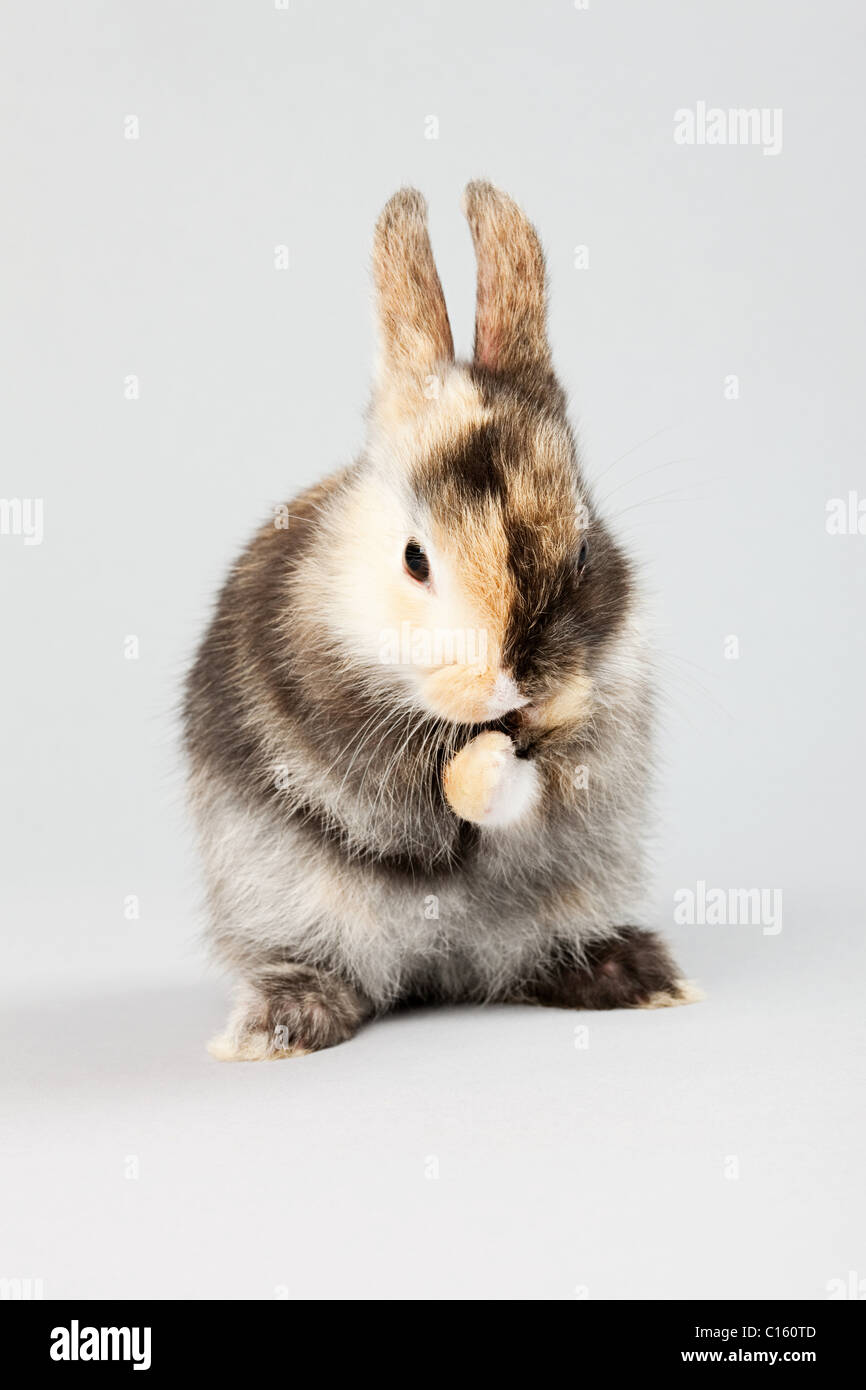 One rabbit, studio shot Stock Photo - Alamy
