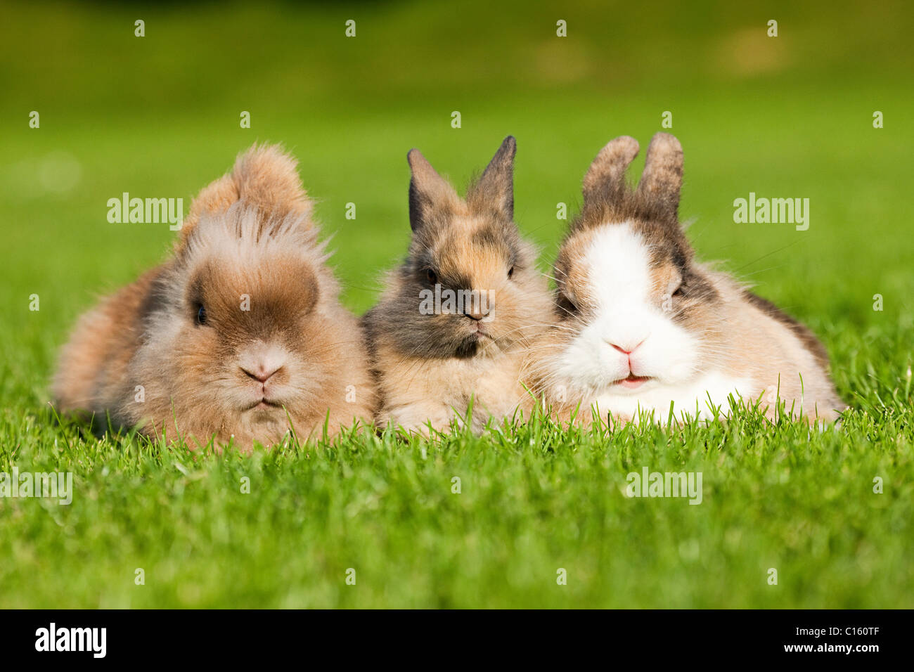 Three rabbits sitting on grass Stock Photo - Alamy