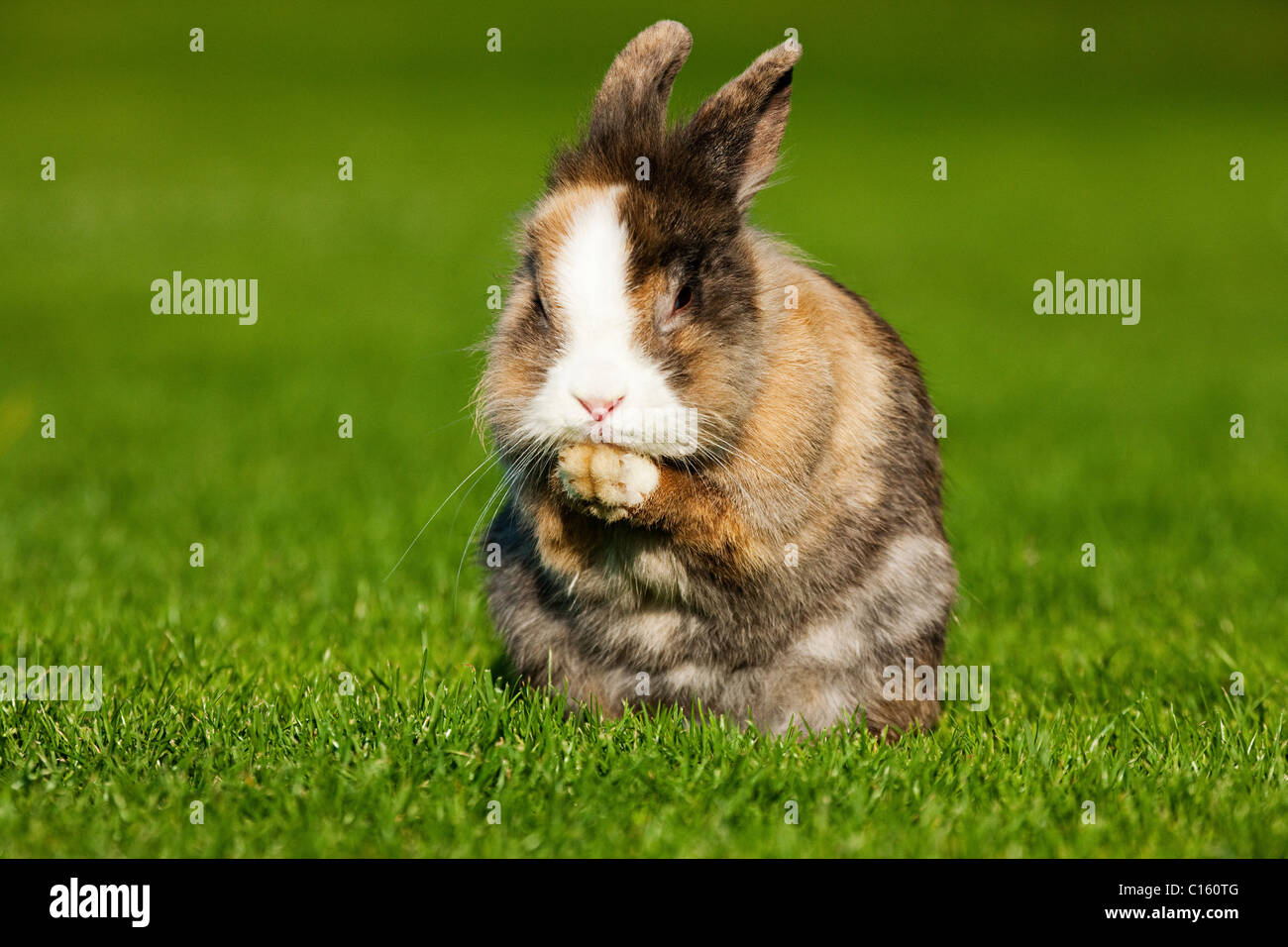 One rabbit sitting on grass Stock Photo - Alamy
