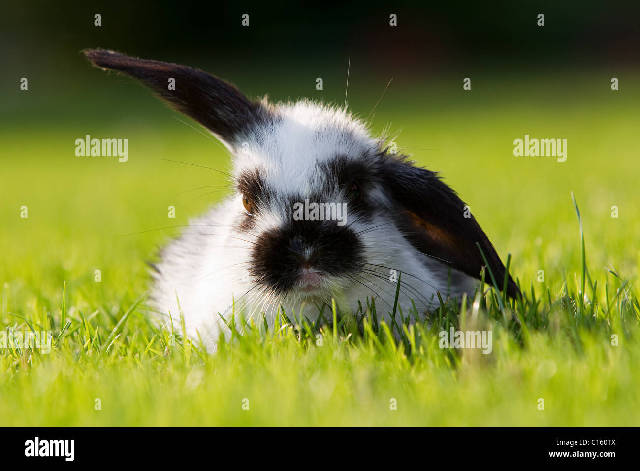 One rabbit sitting on grass Stock Photo - Alamy