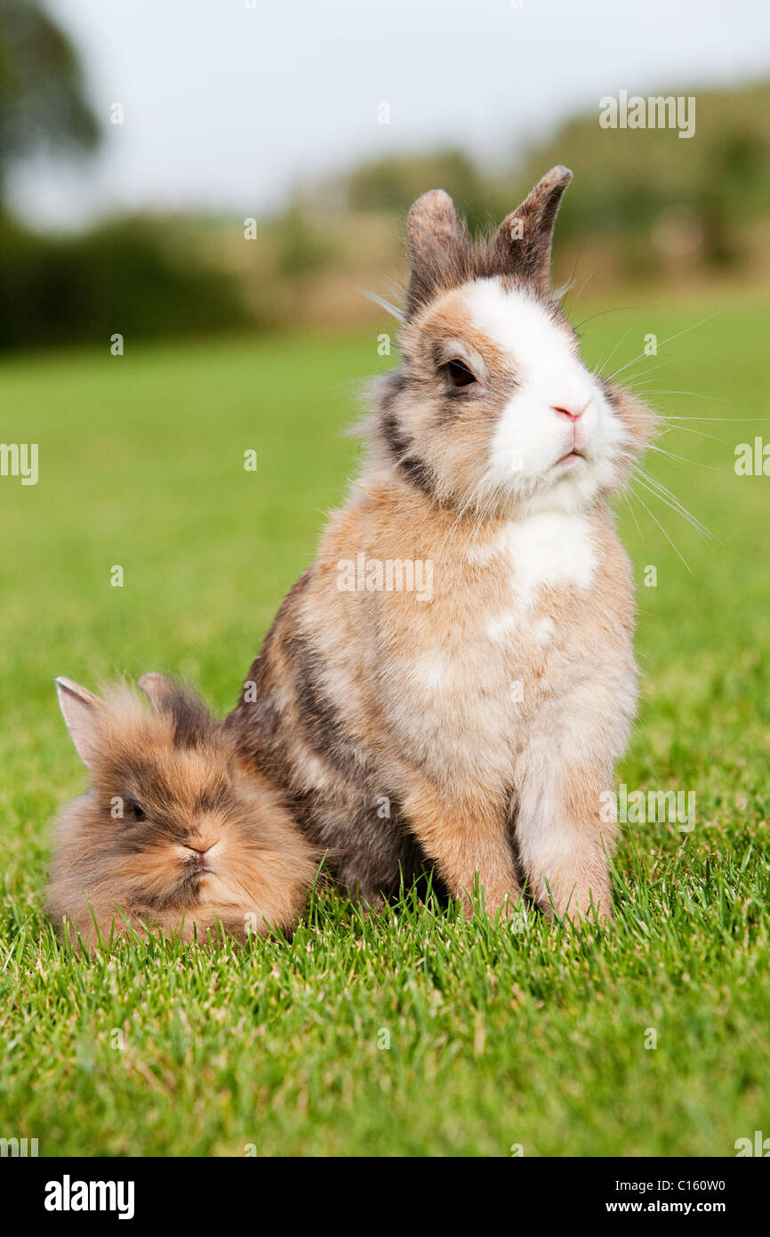 Two rabbits hi-res stock photography and images - Alamy