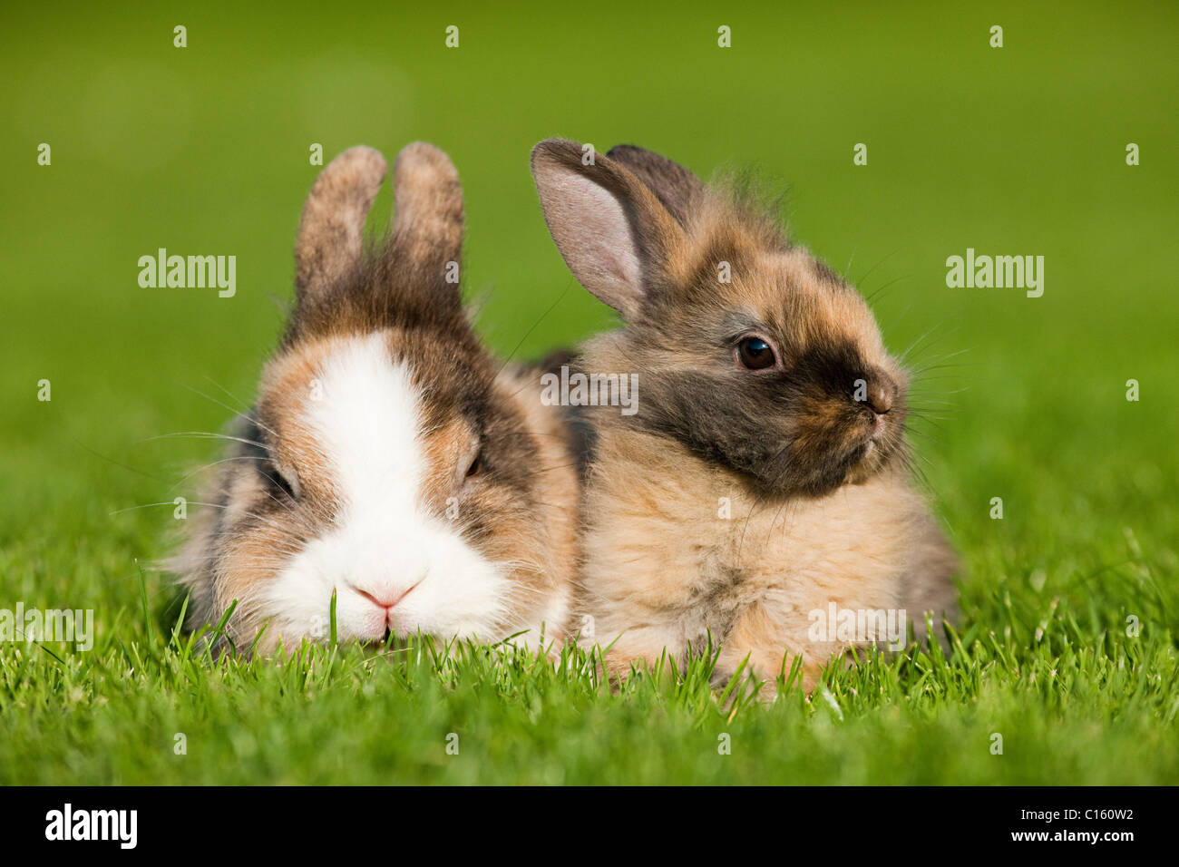 Two rabbits hi-res stock photography and images - Alamy