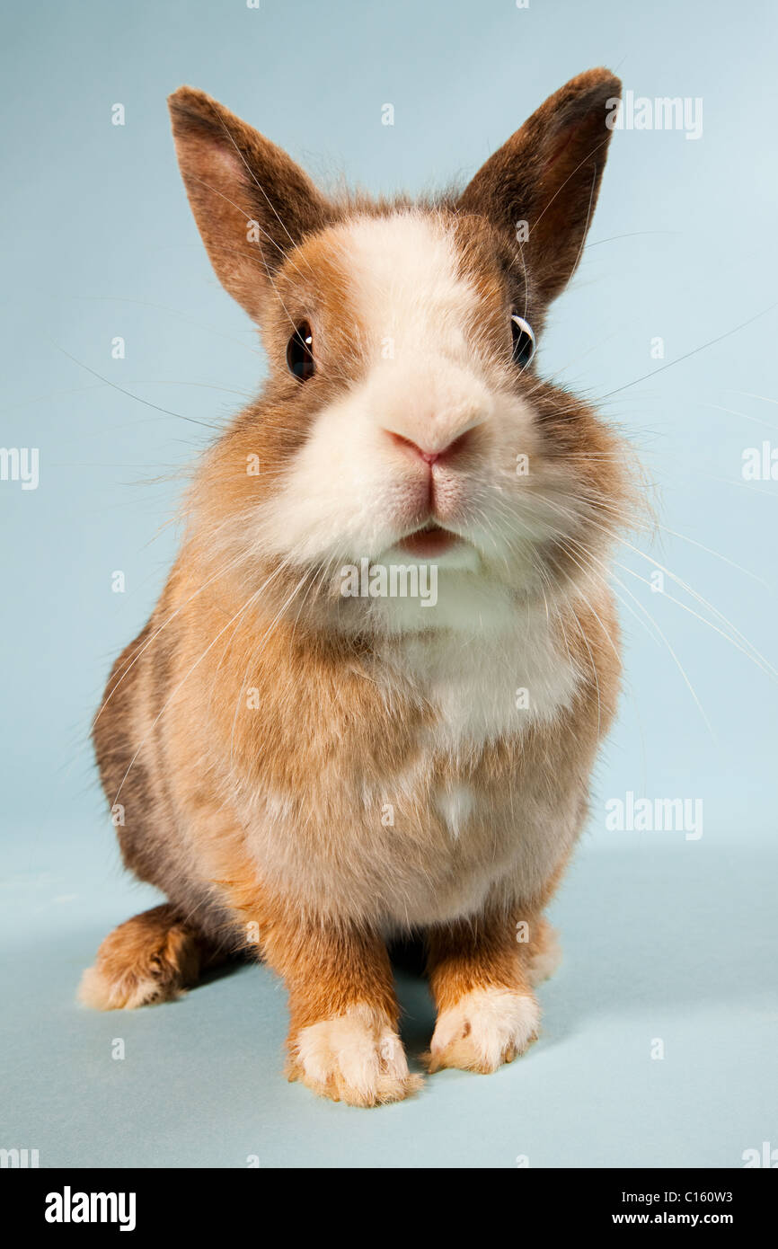 Rabbit anatomy hi-res stock photography and images - Alamy
