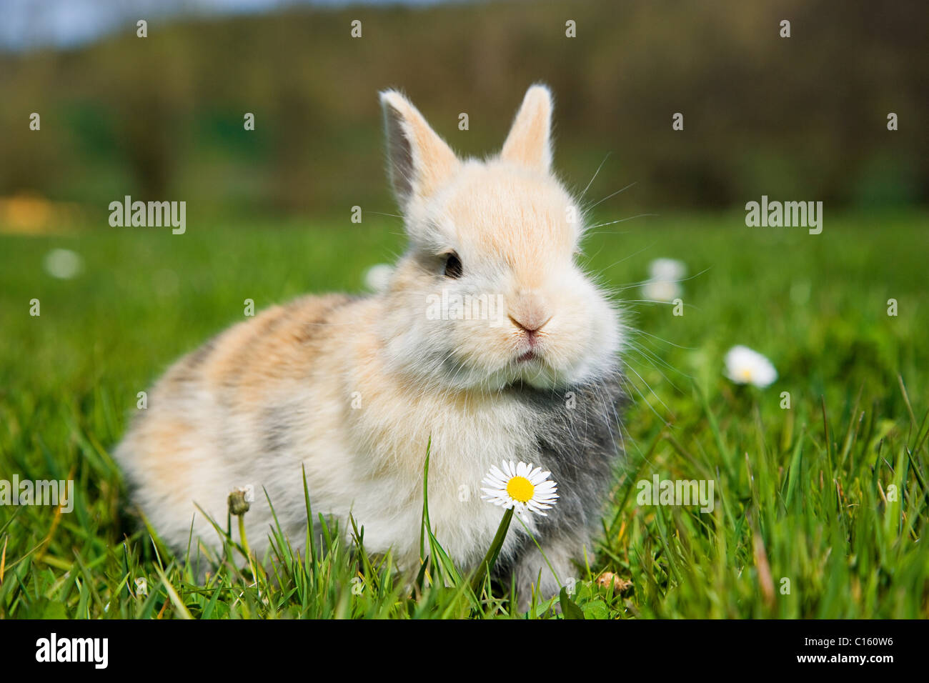 One rabbit sitting on grass Stock Photo - Alamy