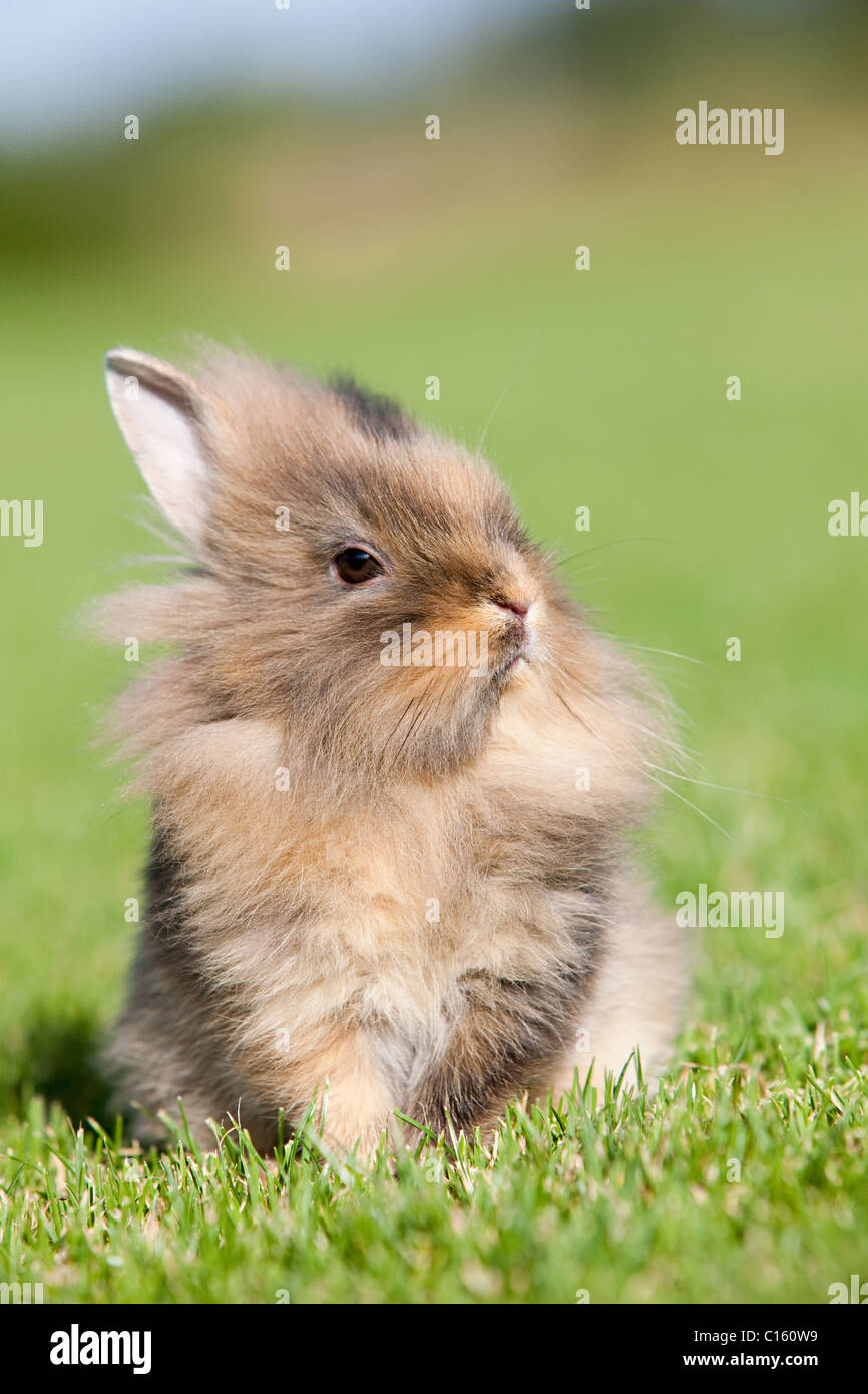 Rabbit type animal hi-res stock photography and images - Alamy