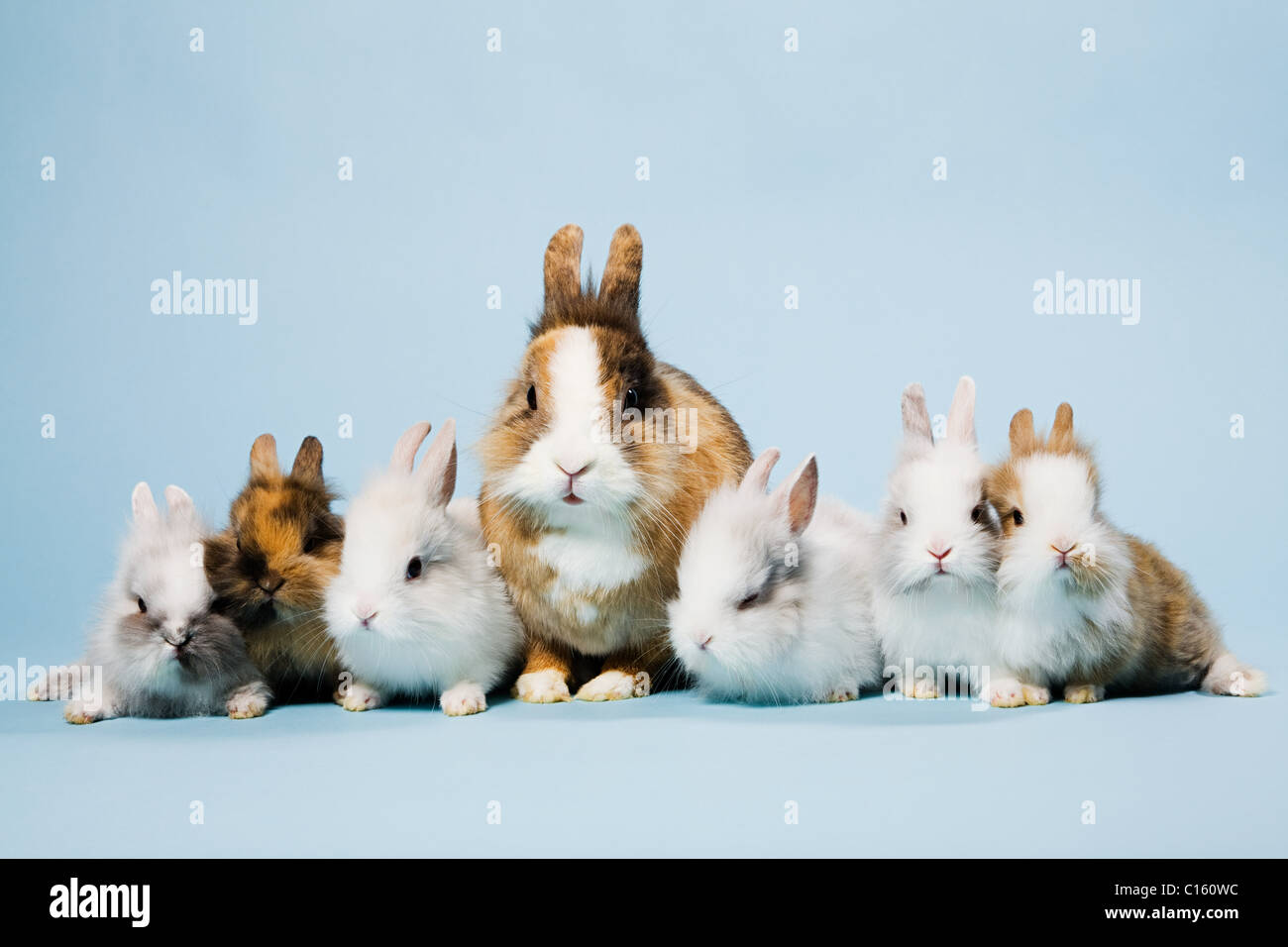 Seven rabbits, studio shot Stock Photo - Alamy