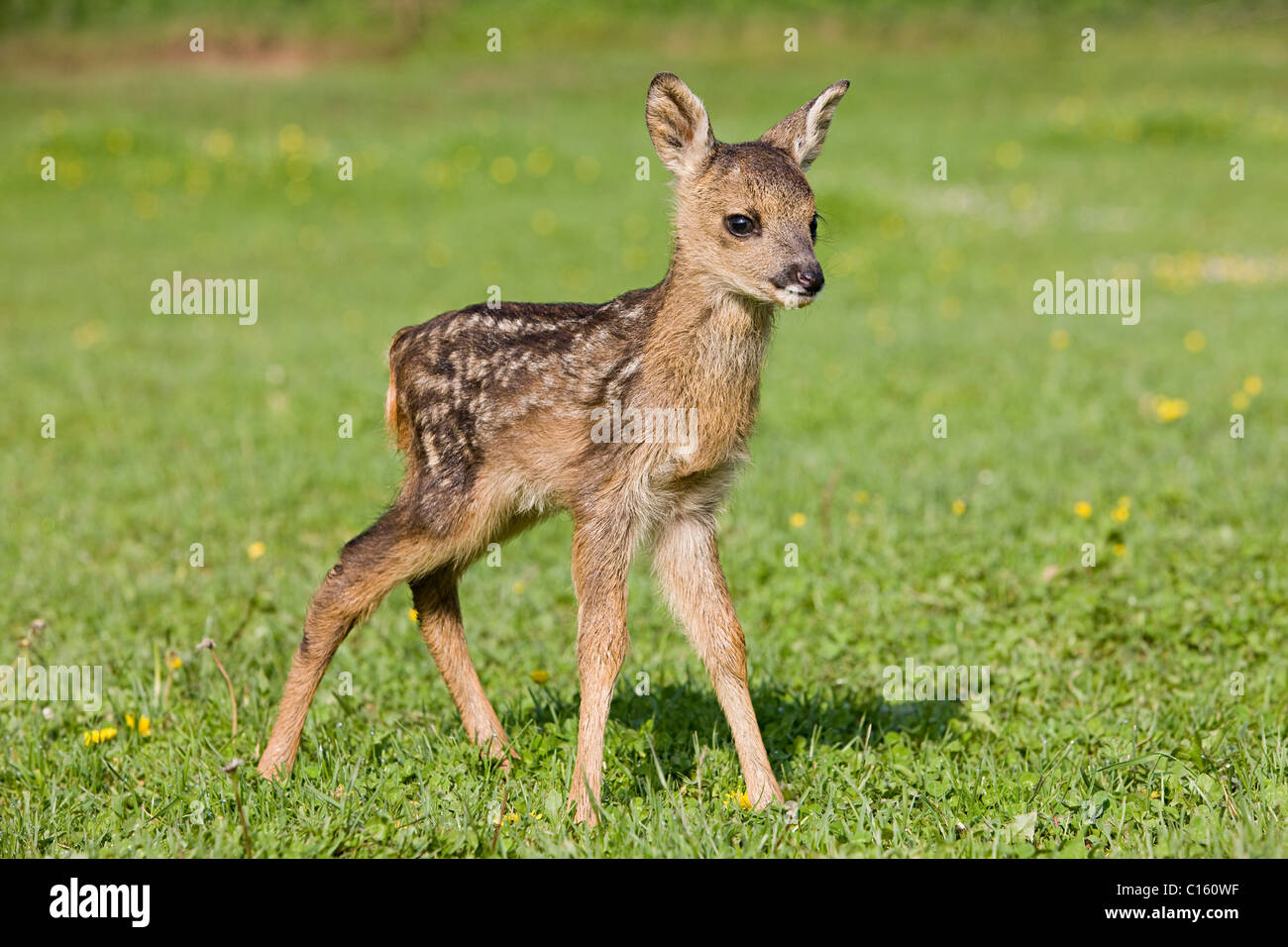 Cute fawn standing on grass Stock Photo - Alamy