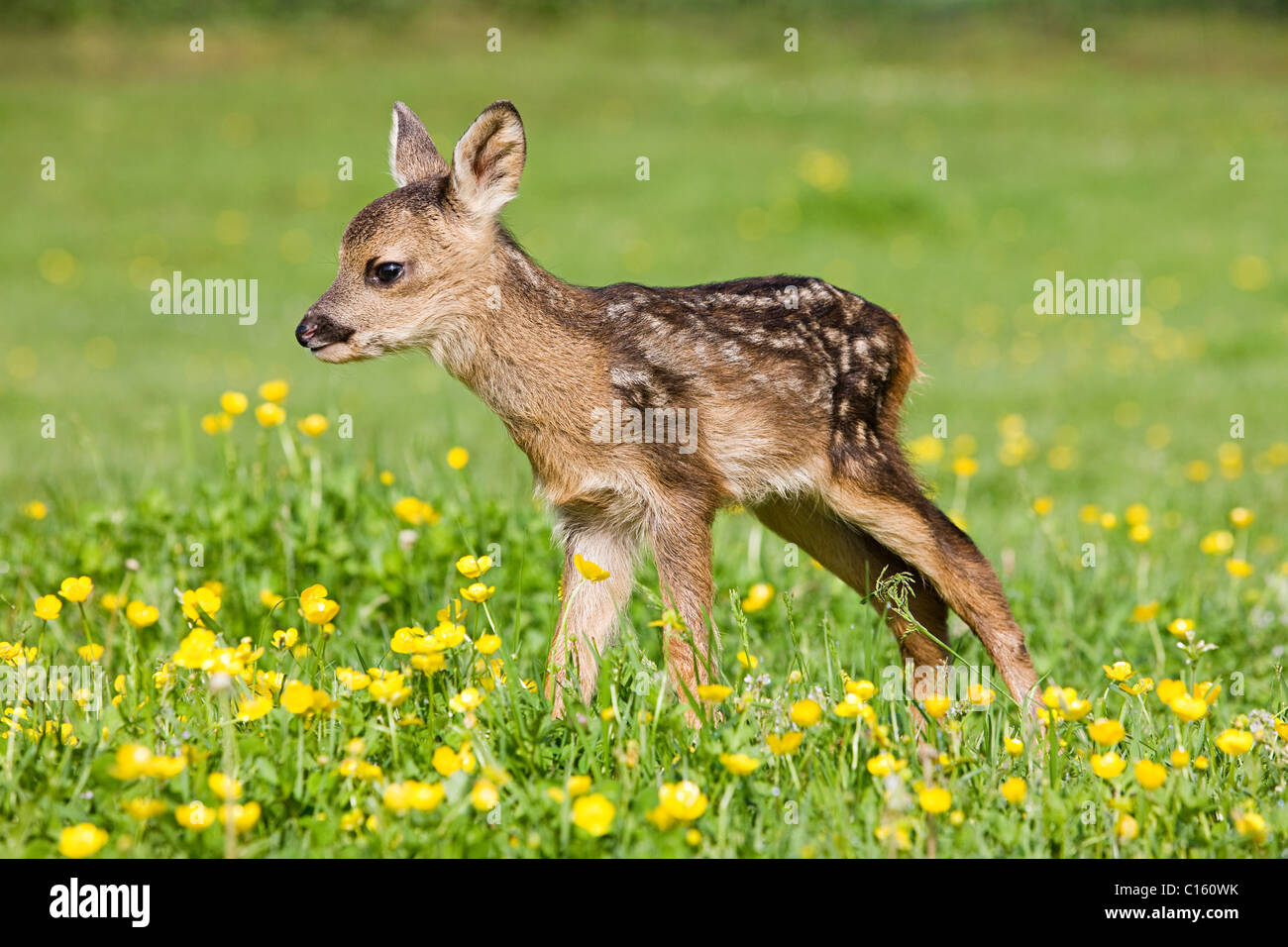 Cute fawn standing on grass Stock Photo - Alamy