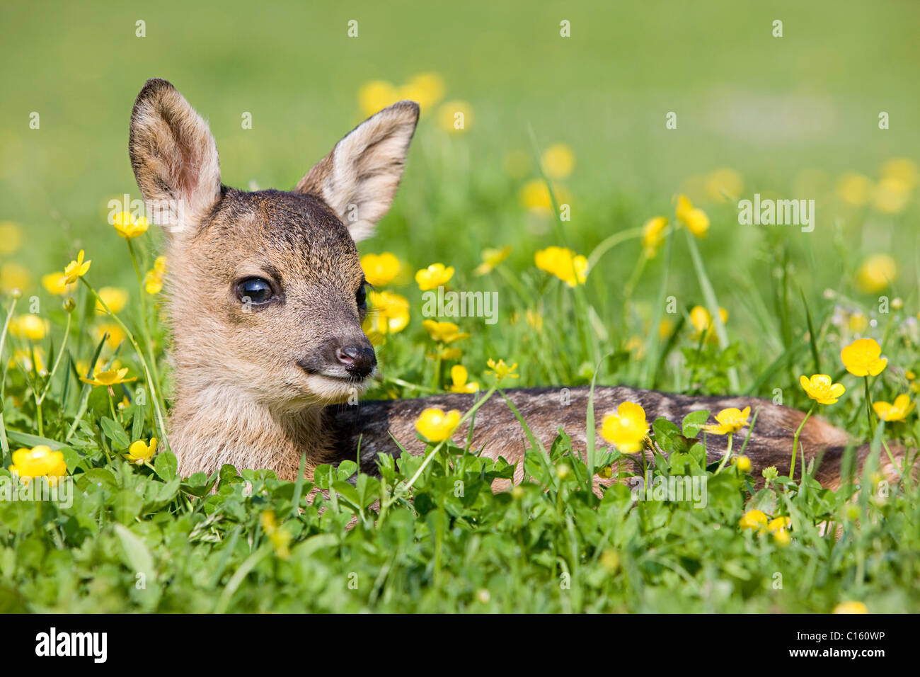 Cute fawn sitting on grass Stock Photo - Alamy