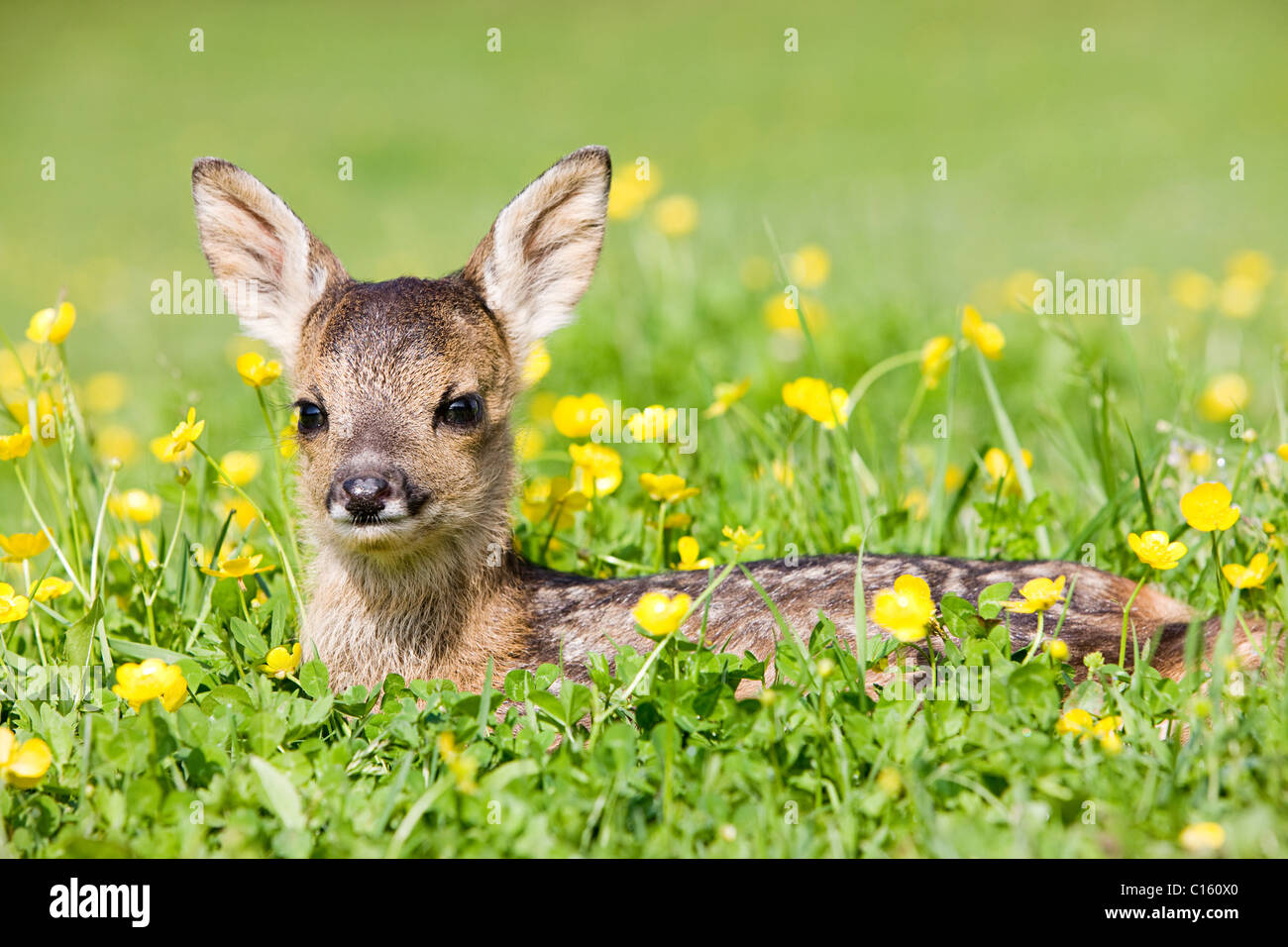 Cute fawn sitting on grass Stock Photo - Alamy